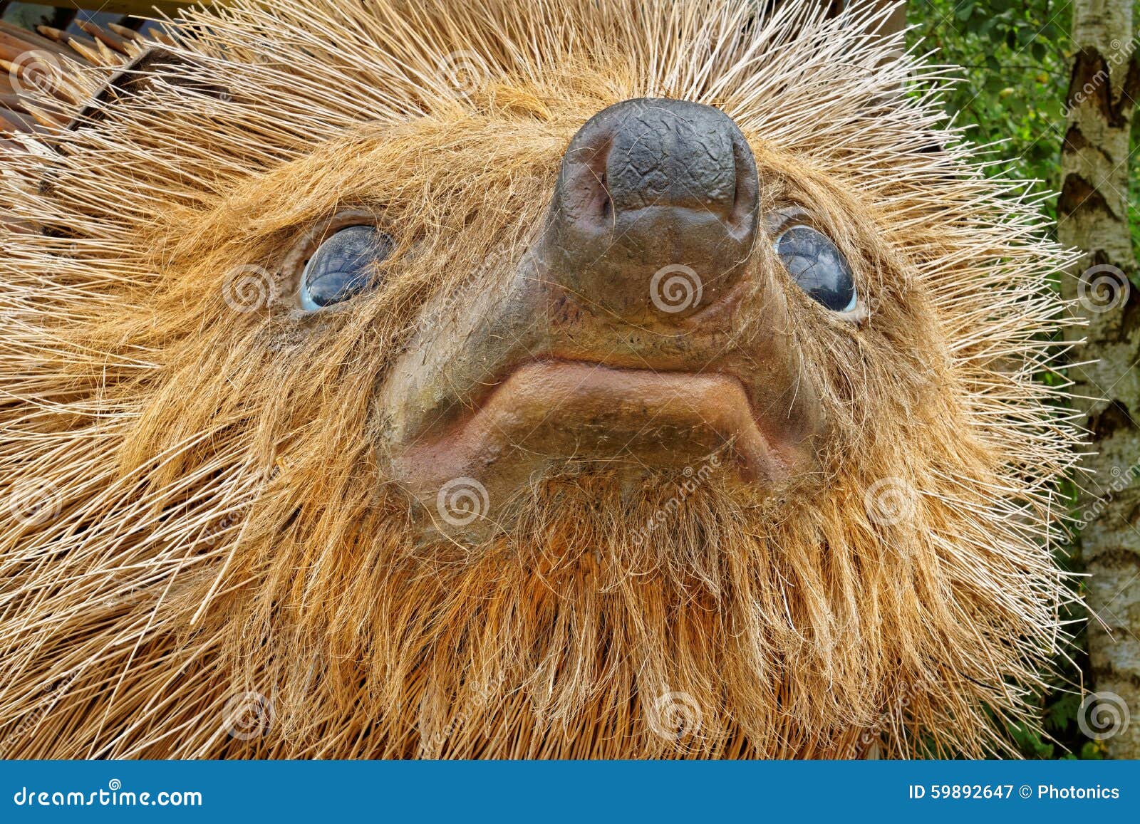 Close-up Of Hedgehog Face Stock Photo - Image: 59892647