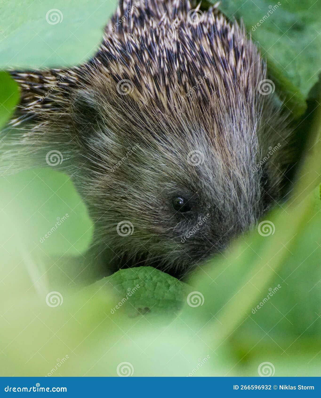 Close Up of a Hedgehog Looking Away Stock Photo - Image of nature, hair ...
