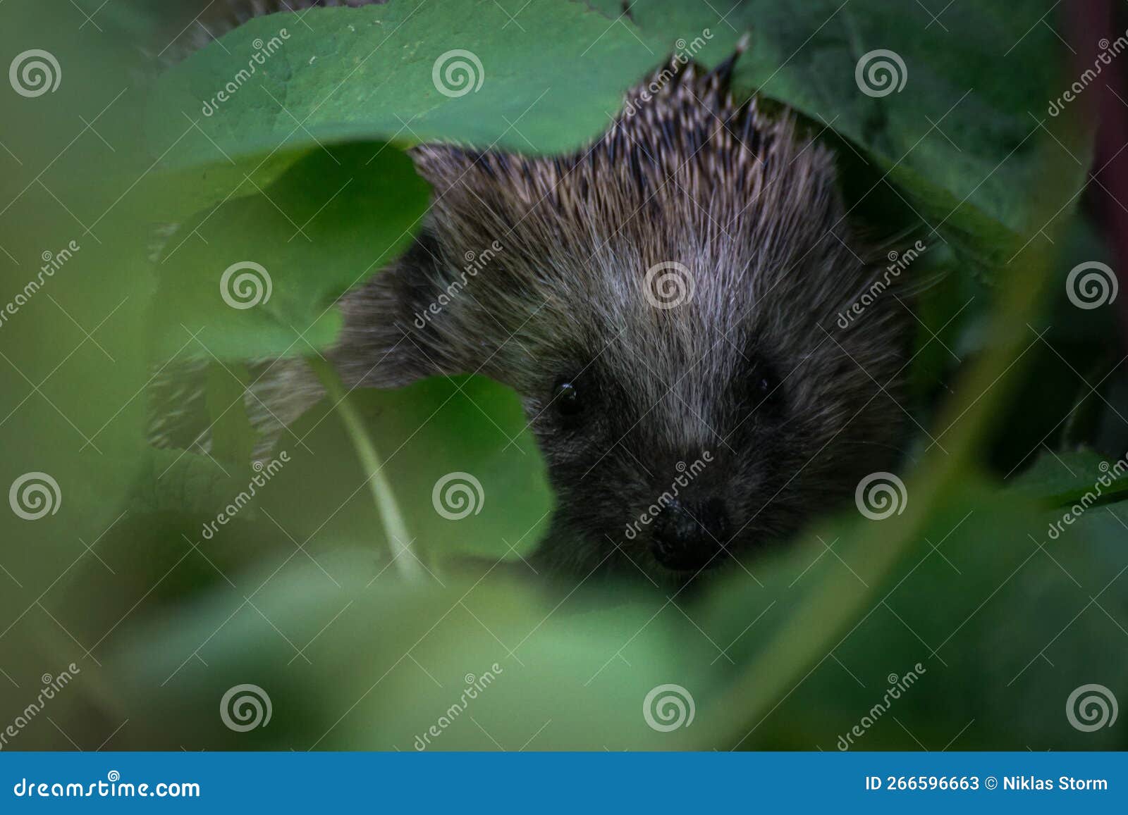 Close Up of a Hedgehog Looking at the Camera Stock Image - Image of ...