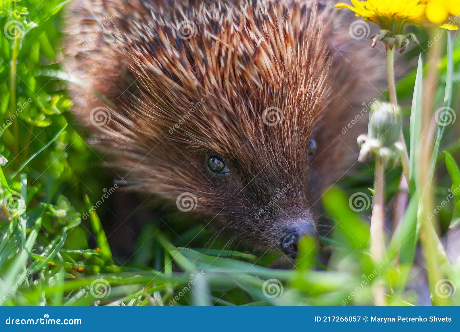 Close-up of a Hedgehog`s Face Stock Image - Image of face, forest ...