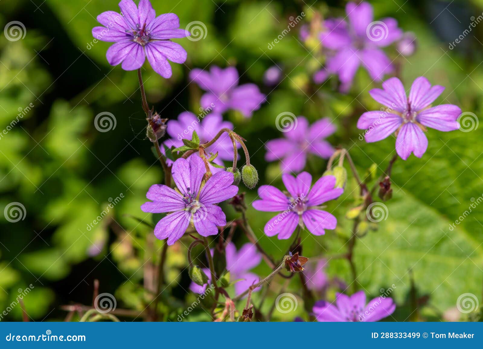 Hedgerow Geraniums (geranium Pyrenaicum Stock Image - Image of petal ...