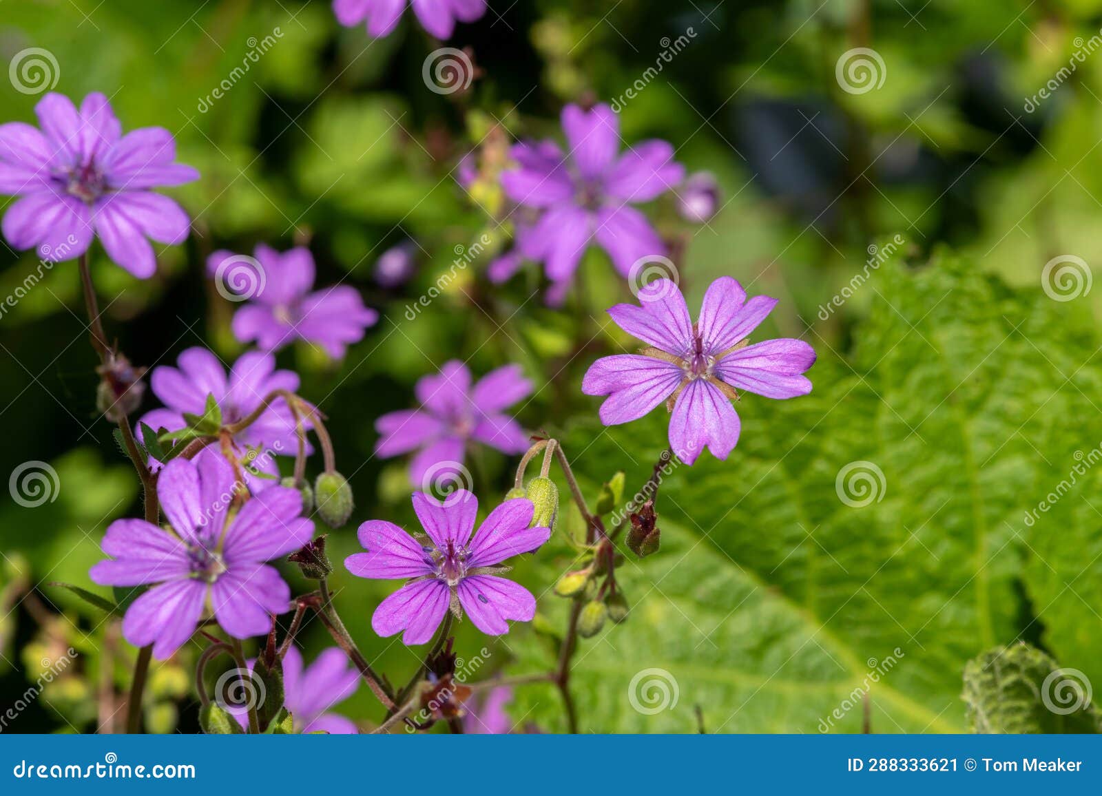 Hedgerow Geraniums (geranium Pyrenaicum Stock Image - Image of pink ...
