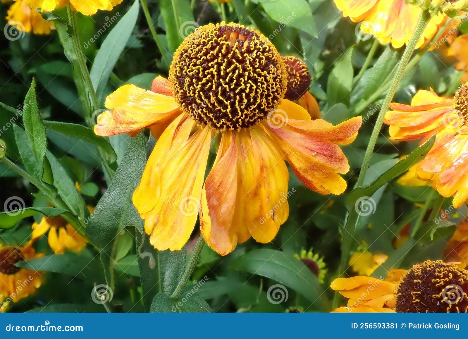 Helenium. stock image. Image of sneezeweed, blooms, flowers - 256593381