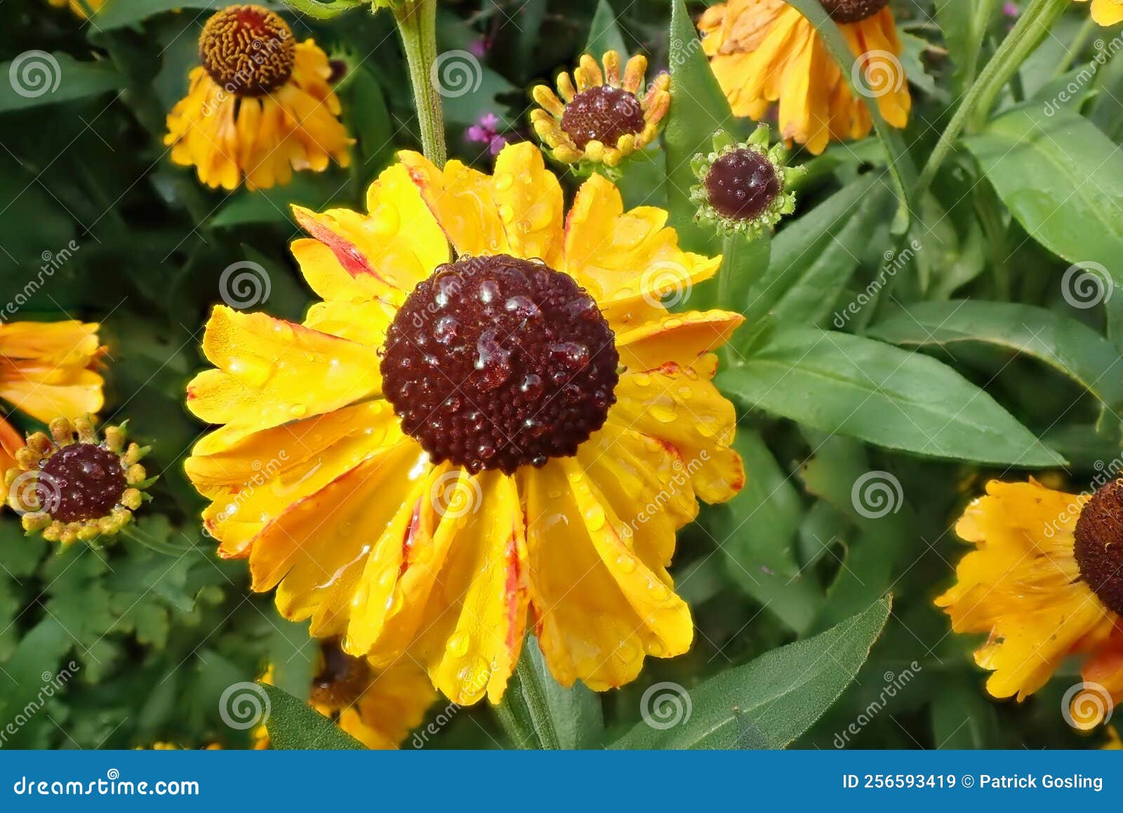 Helenium flower. stock image. Image of helenium, brown - 256593419