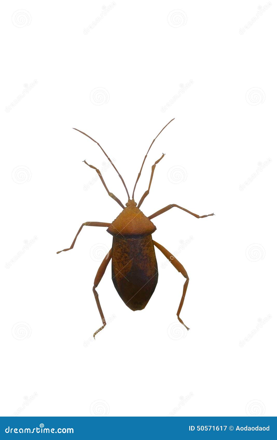 Close Up Hemiptera , Insect Isolated on White Stock Image - Image of ...