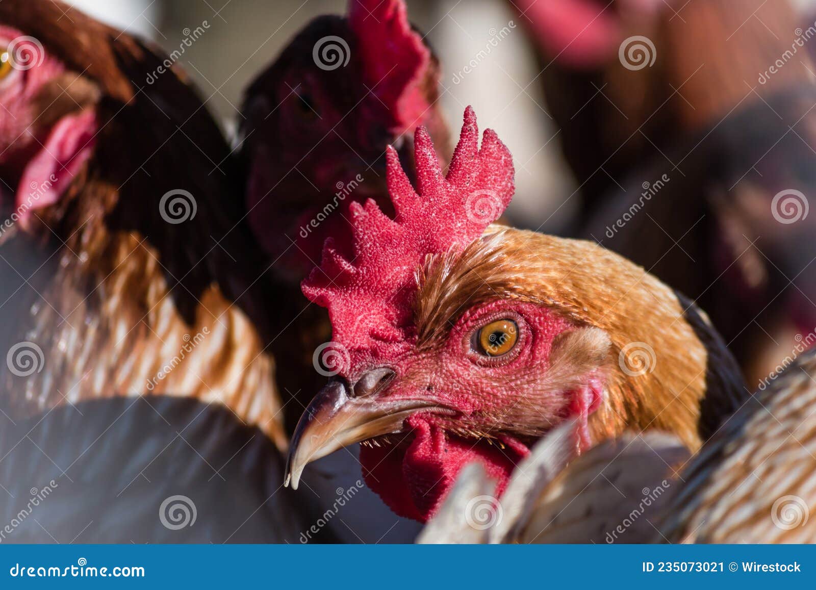 Close up of a hen head stock image. Image of head, chicken - 235073021