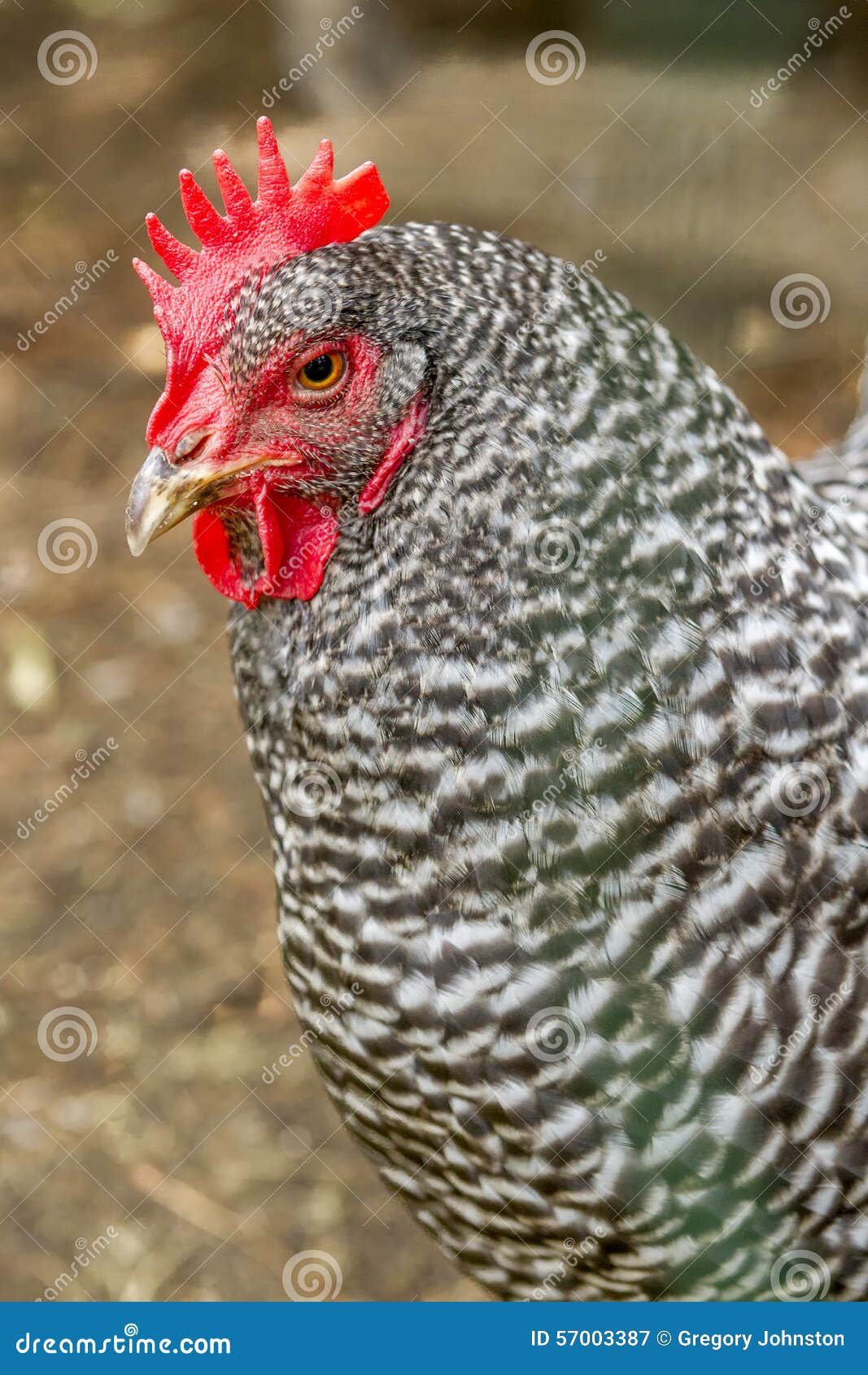 Close up of Hen stock image. Image of nature, profile - 57003387