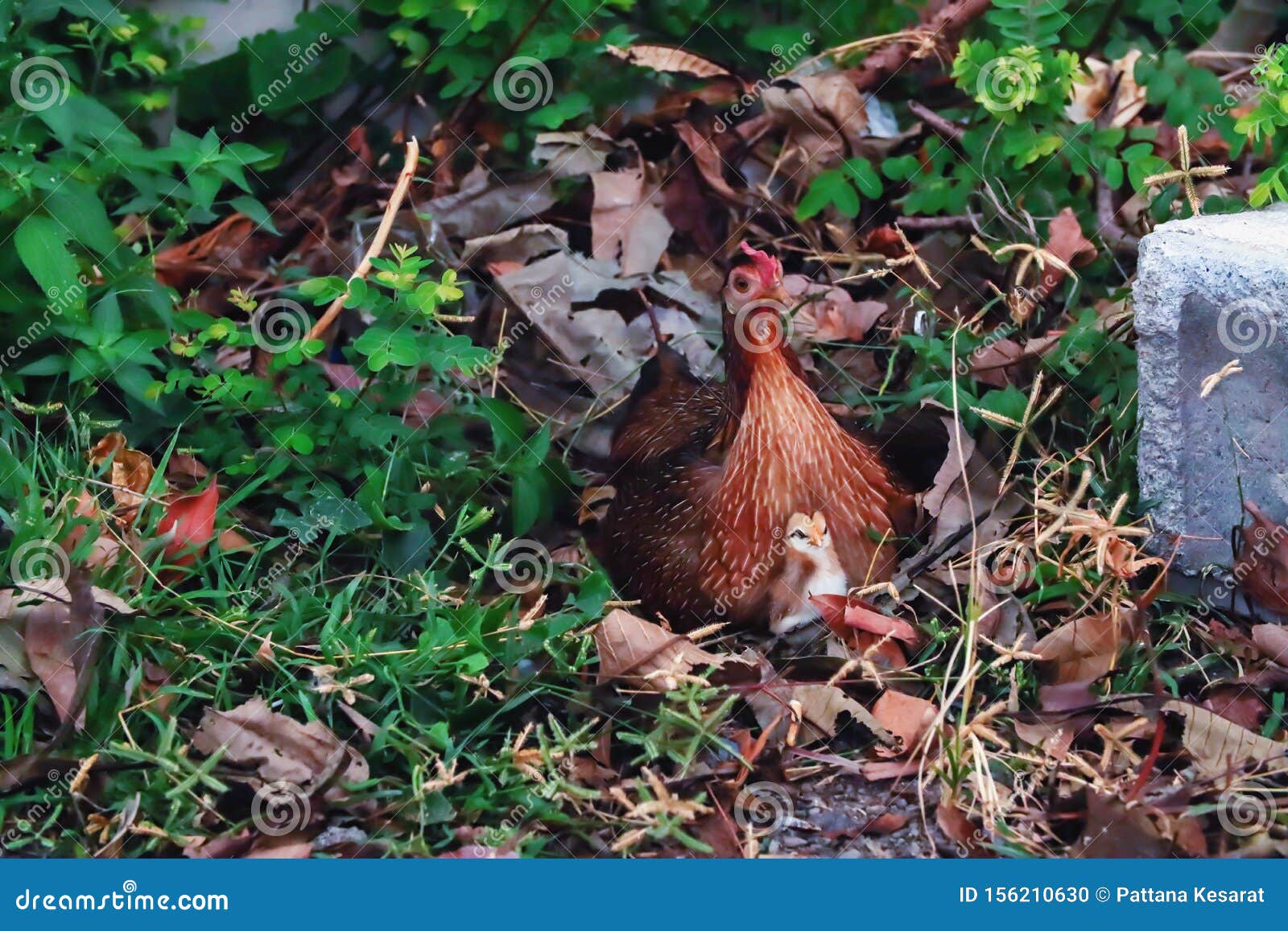 Hen are protecting chicks stock photo. Image of family - 156210630