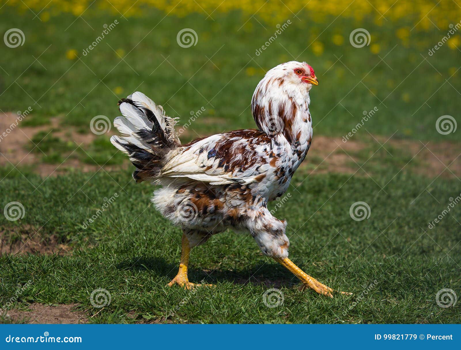 Hen walking in the yard stock image. Image of field, farming - 99821779