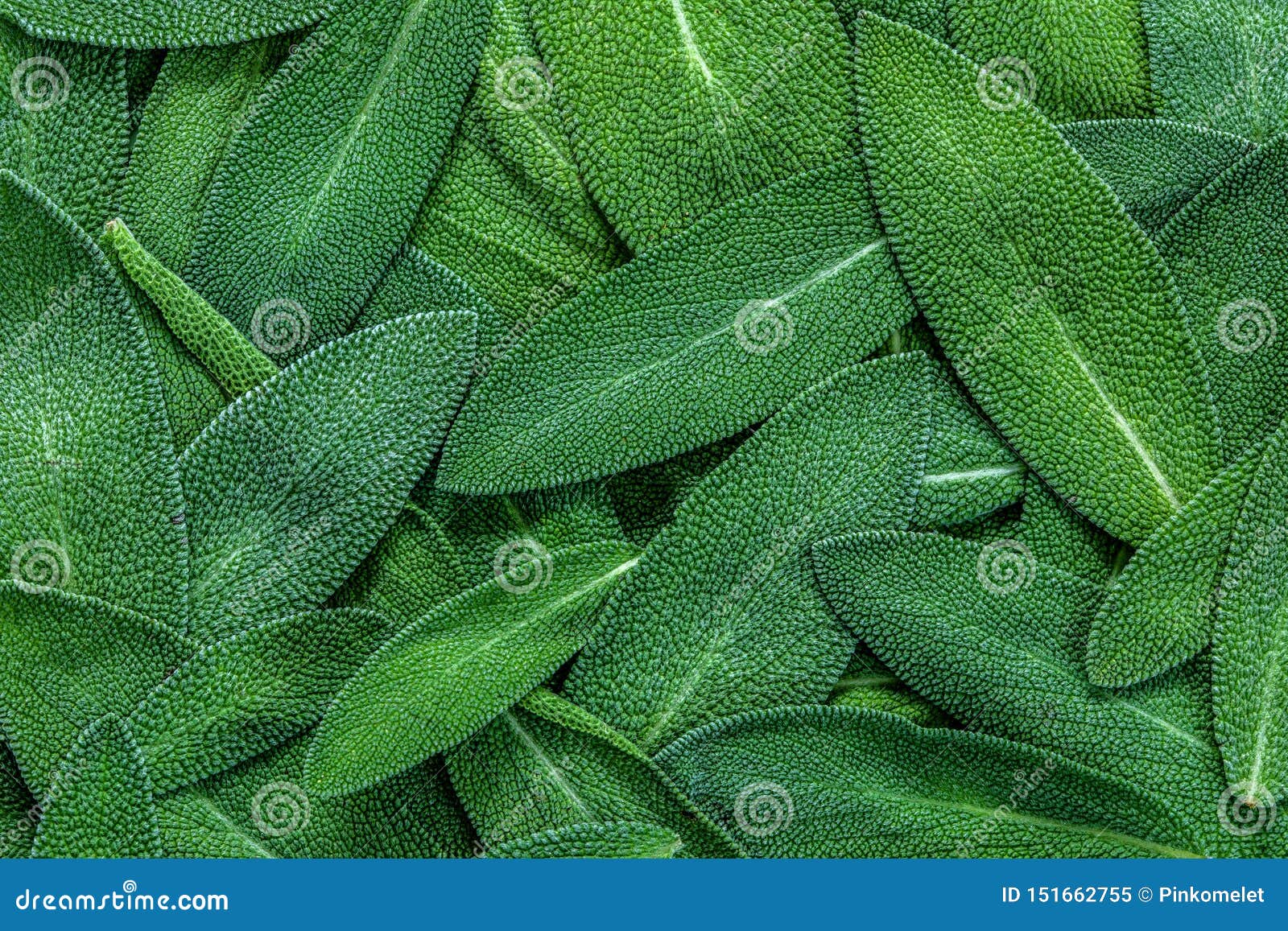 Herb Sage Leaf Abstract Texture Background Stock Image - Image of ...