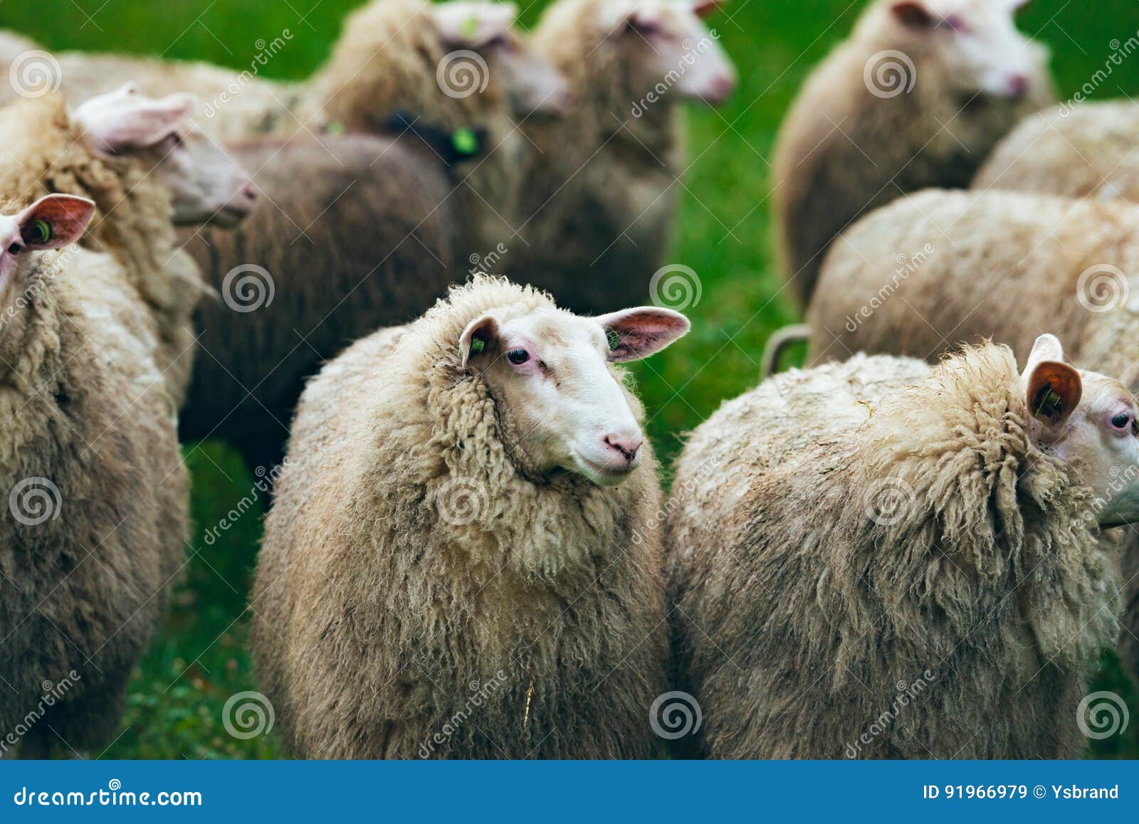 Close-up of herd of sheep. stock image. Image of looking - 91966979