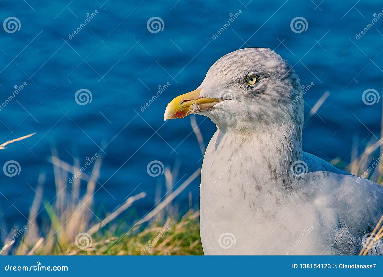 Close up of herring gull stock image. Image of animal - 138154123
