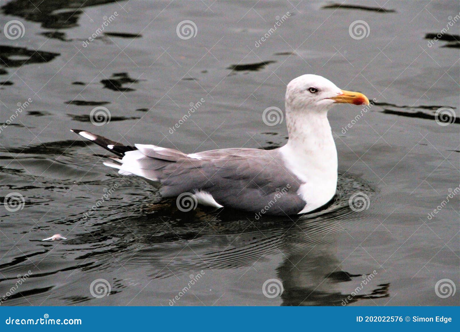 A Close Up of a Herring Gull Stock Photo - Image of gull, headed: 202022576