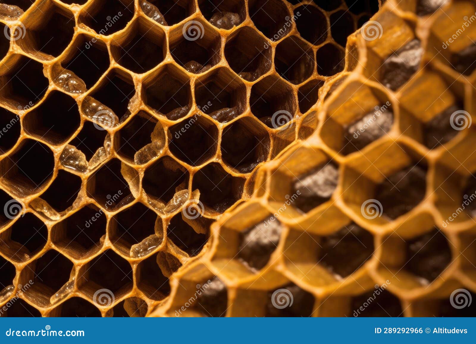 Close-up of Hexagonal Honeycomb Cells Stock Photo - Image of honeycomb ...