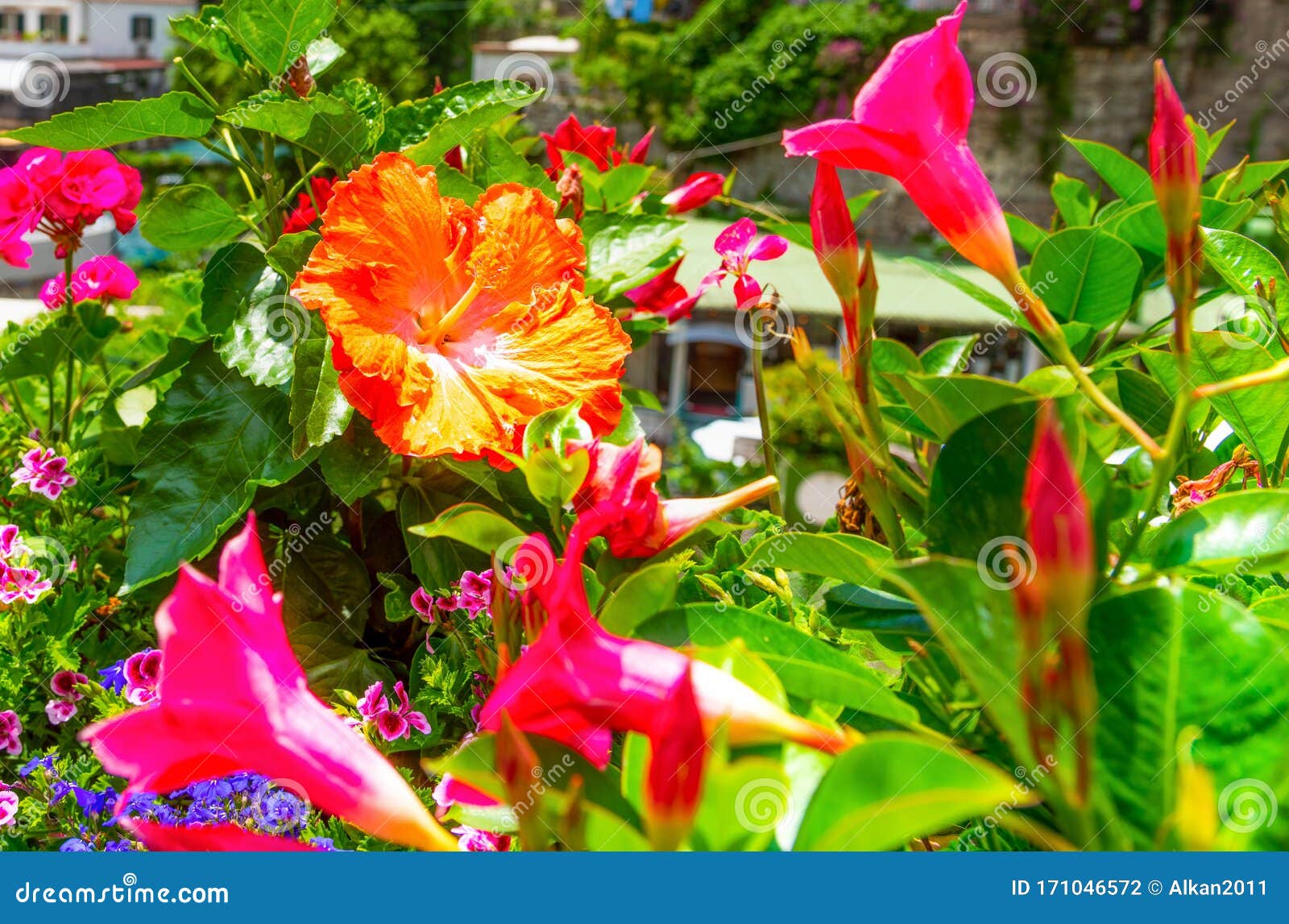 Close Up of a Hibiscus Flower in Positano Stock Photo - Image of famous ...