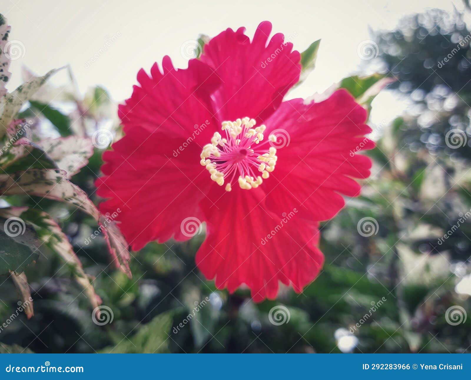 Close Up Hibiscus Flower. View from Below. Close Up Stock Photo - Image ...