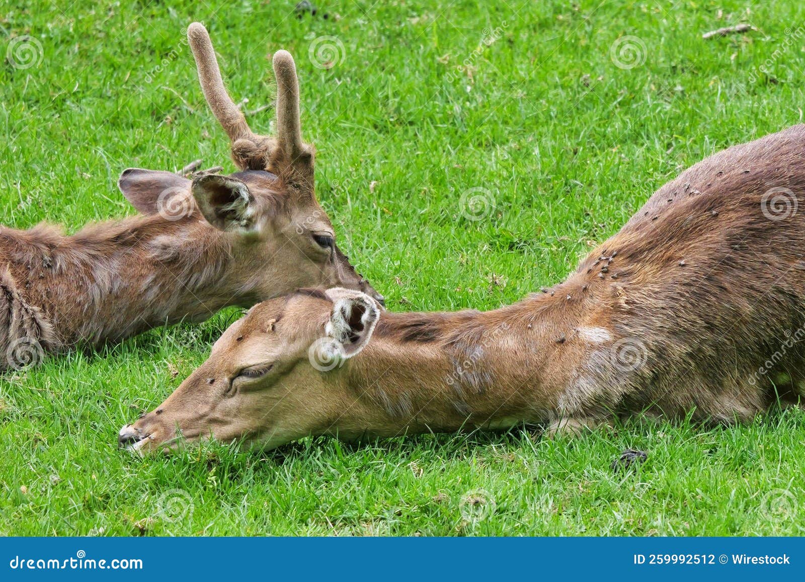 Close-up High-angle View of Flies on Two European Fallow Deer Sleeping ...