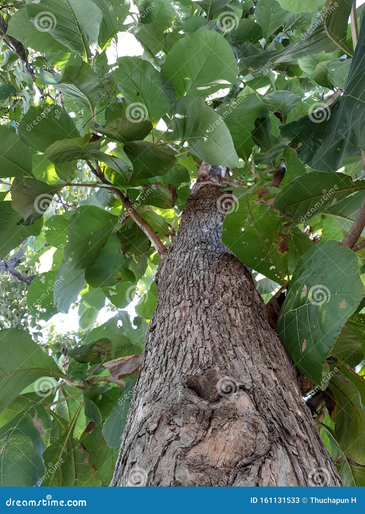 Close-up High Angle View of Tree Structure Stock Image - Image of leaf ...