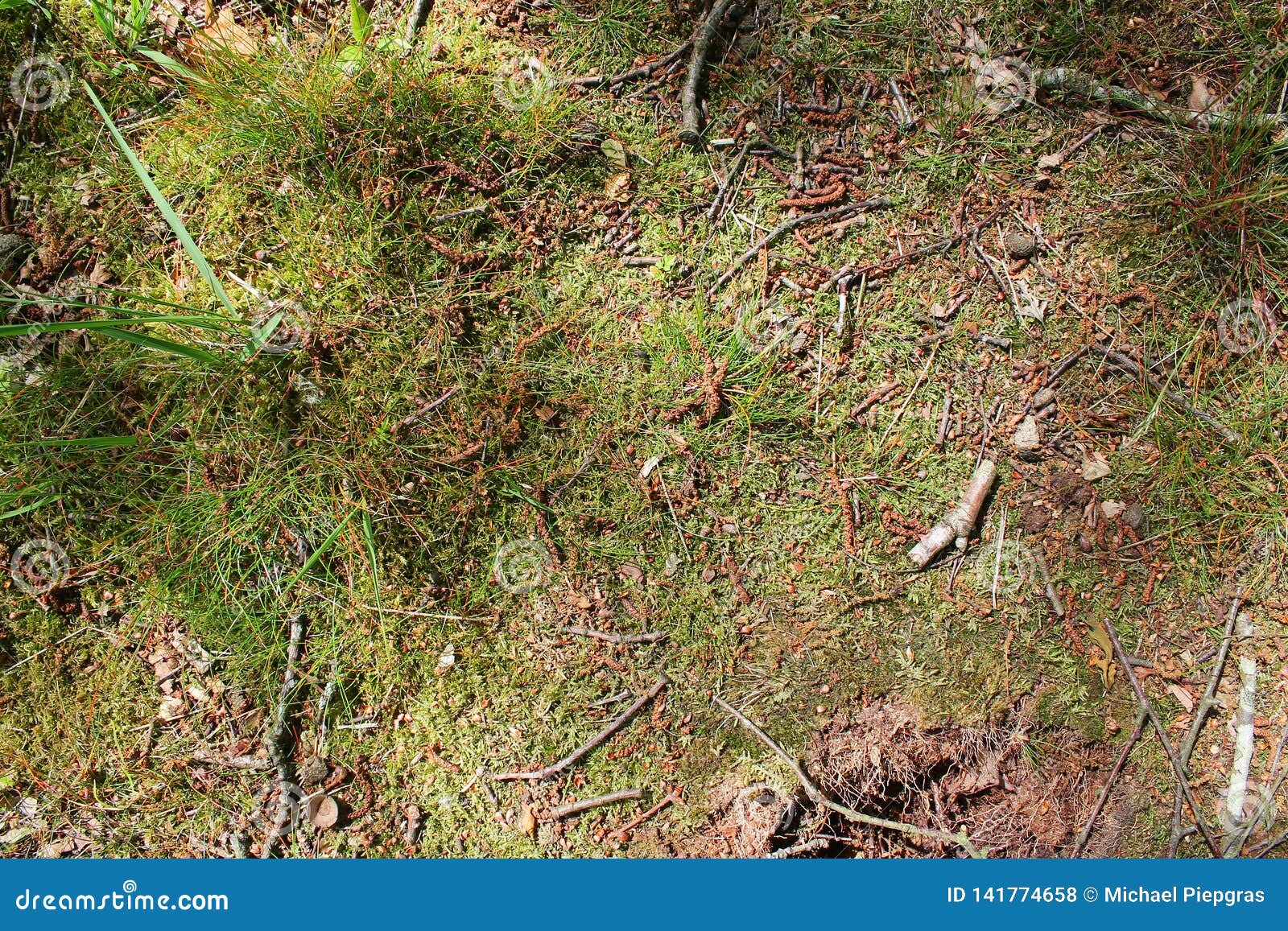 Close Up High Resolution Surface of Forest Ground Stock Photo - Image ...