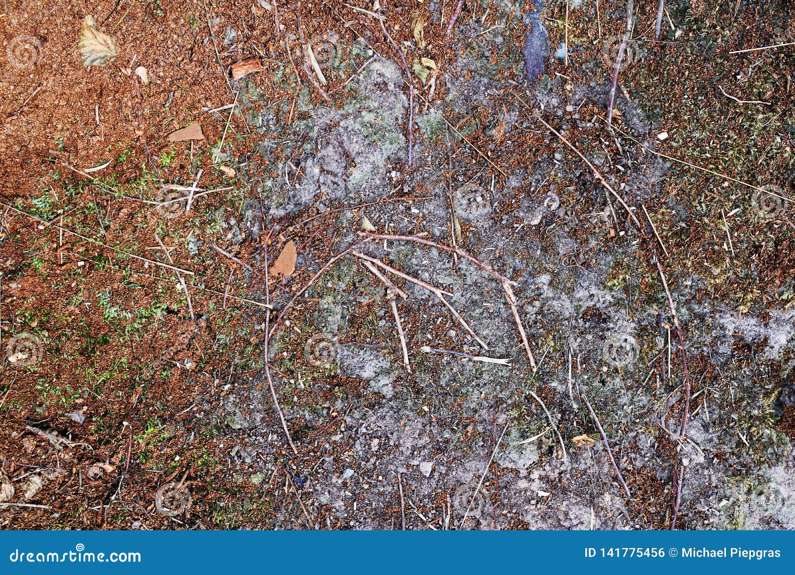 Close Up High Resolution Surface of Forest Ground Stock Photo - Image ...