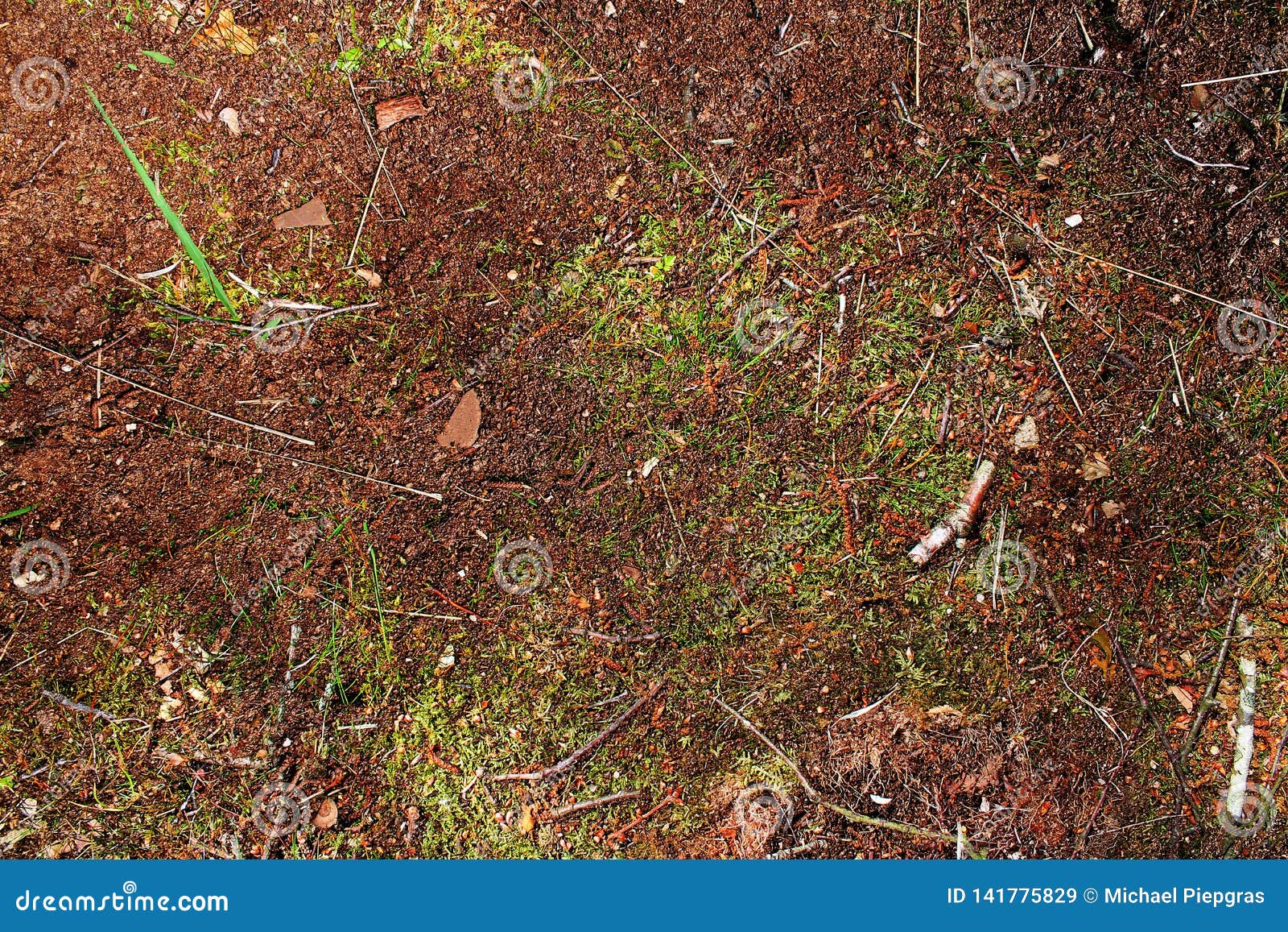 Close Up High Resolution Surface of Forest Ground Stock Image - Image ...