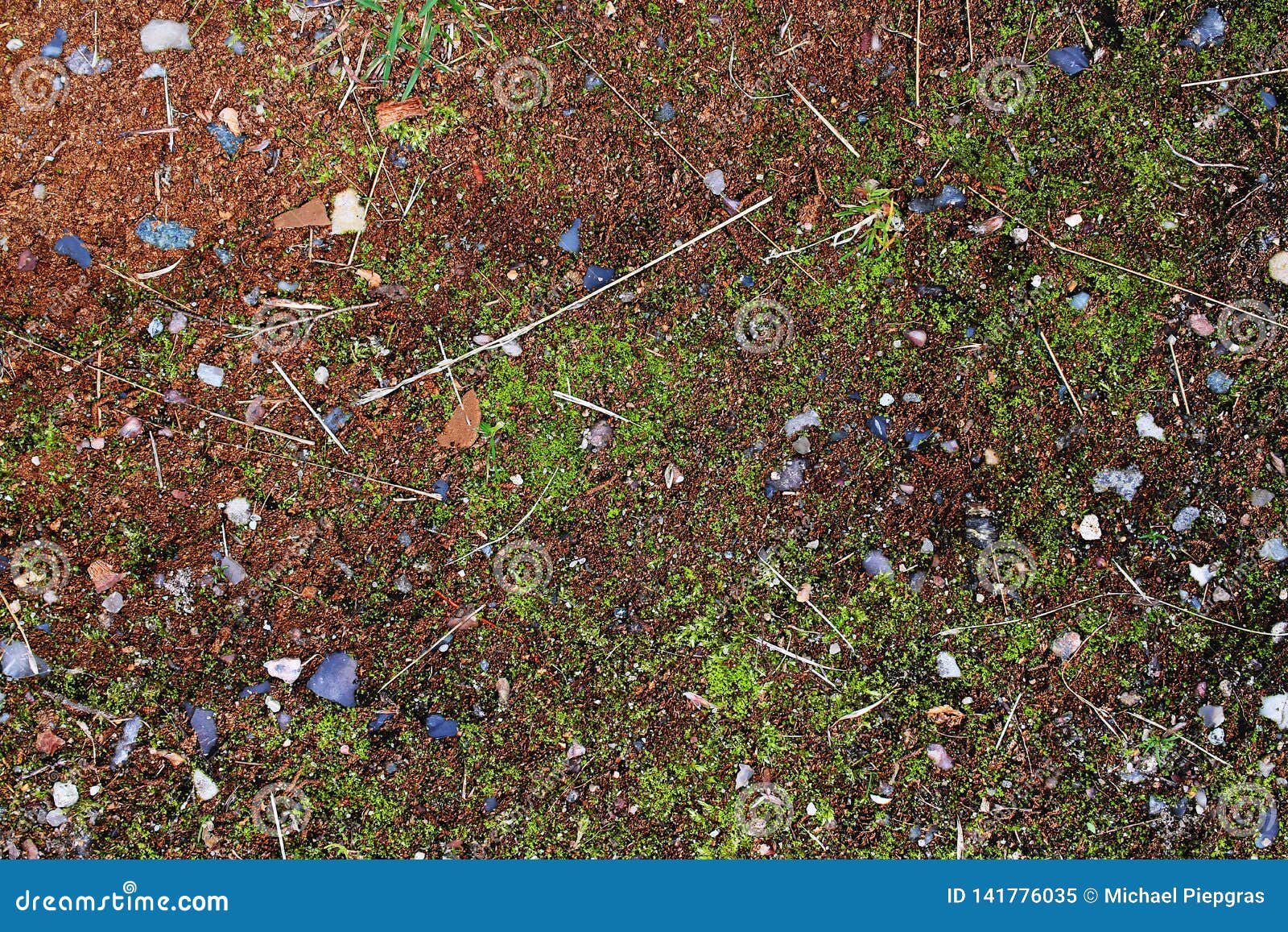 Close Up High Resolution Surface of Forest Ground Stock Image - Image ...