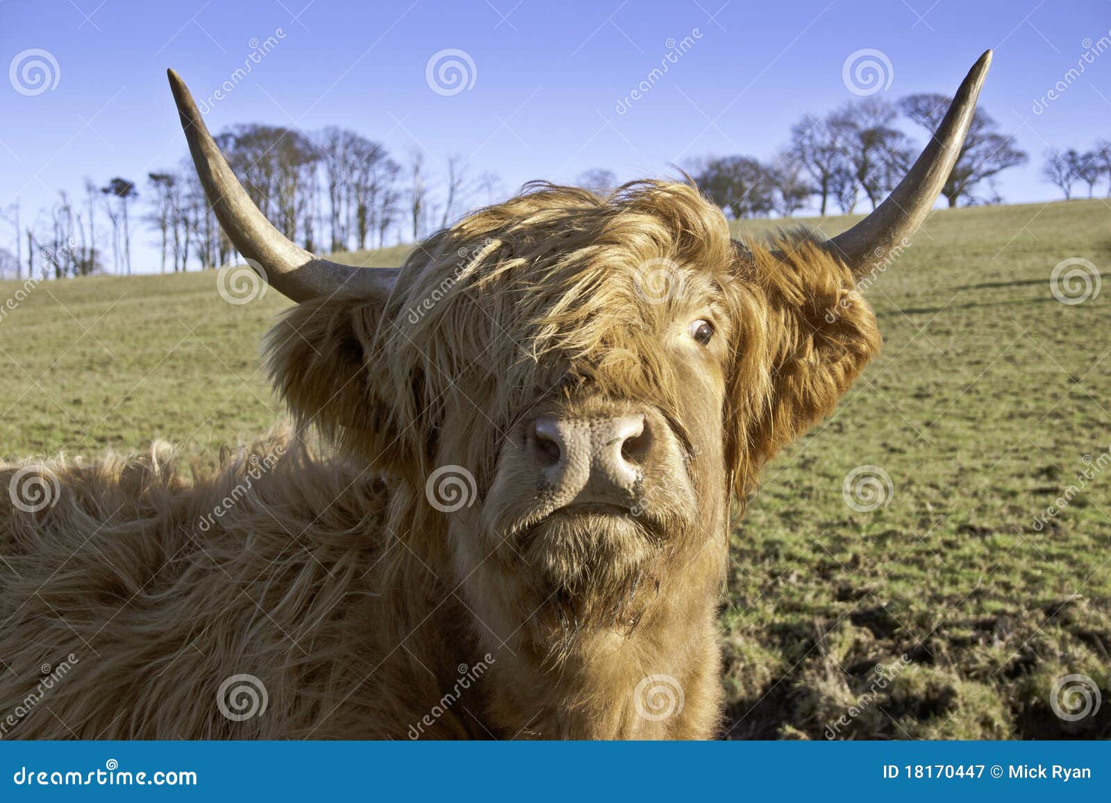 Close Up of Highland Cow stock image. Image of highland - 18170447