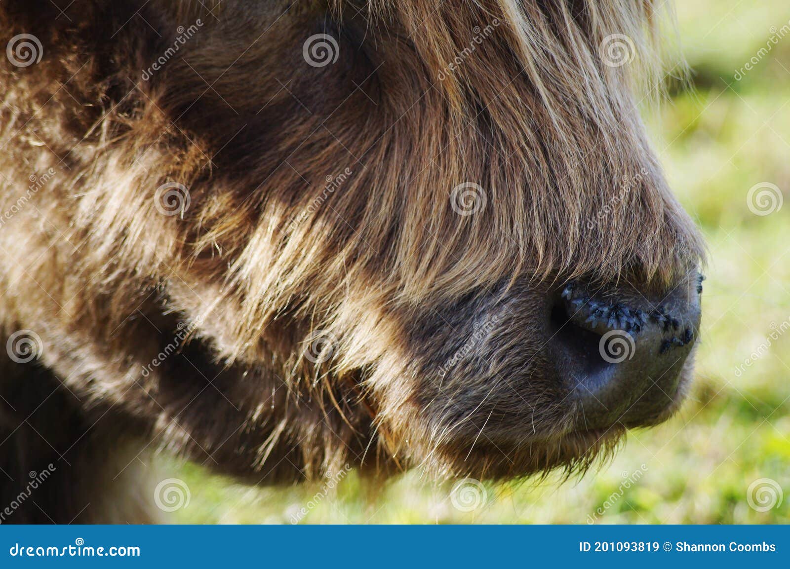 Close Up of Highland Cows Nose with Flies Stock Image - Image of snout ...
