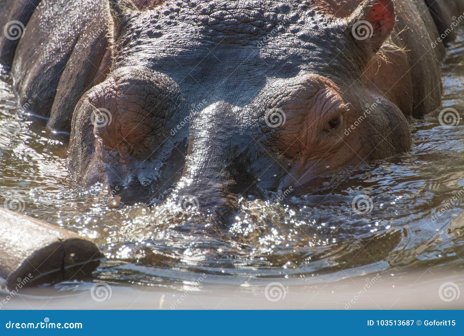 Close-up of Hippo Eyes and Head Stock Image - Image of natural, large ...