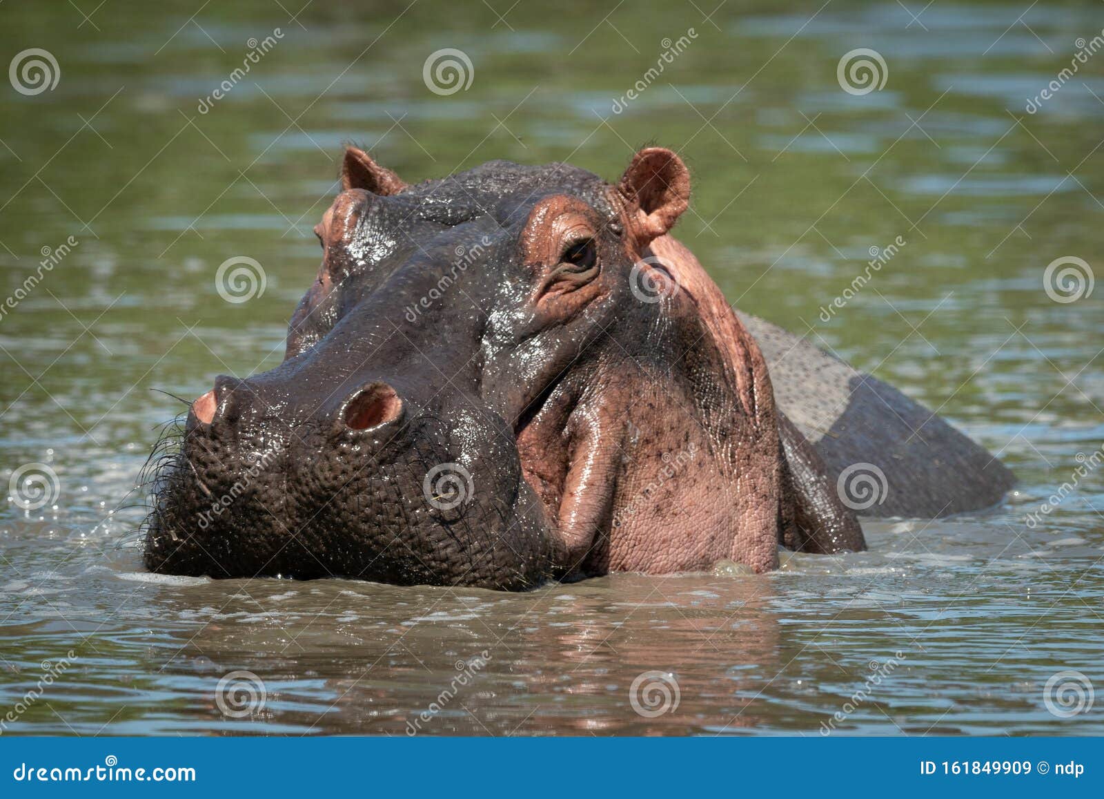 Close-up of Hippo Facing Camera in Pool Stock Image - Image of ...