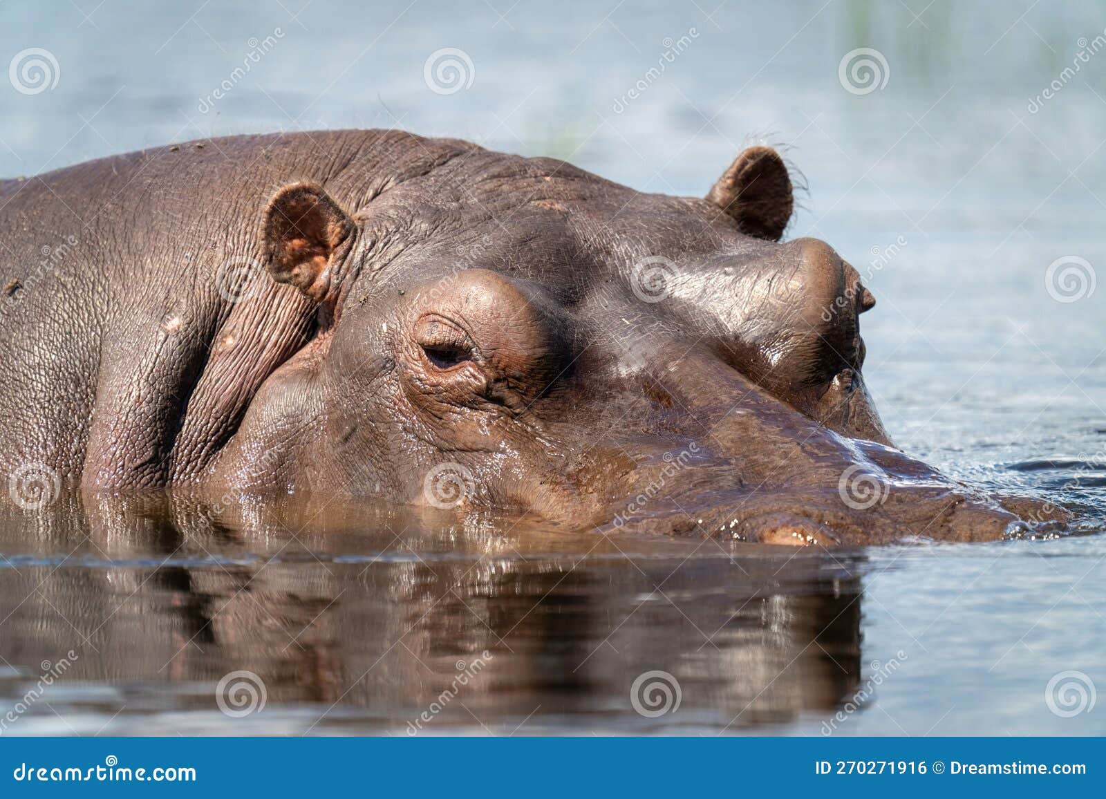 Close-up of Hippo in River Watching Camera Stock Photo - Image of ...