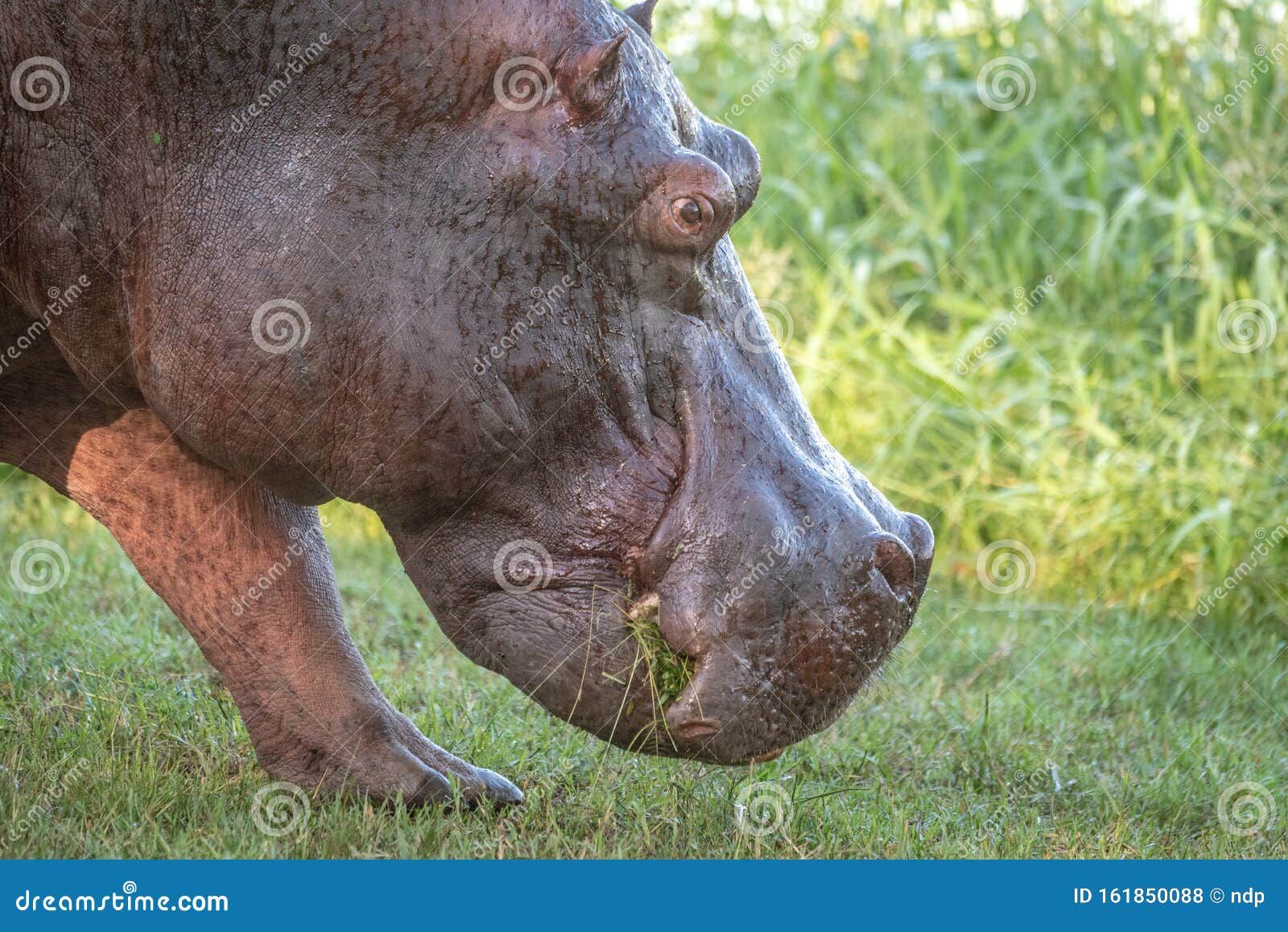 Close-up of Hippo Walking with Grass Mouthful Stock Photo - Image of ...