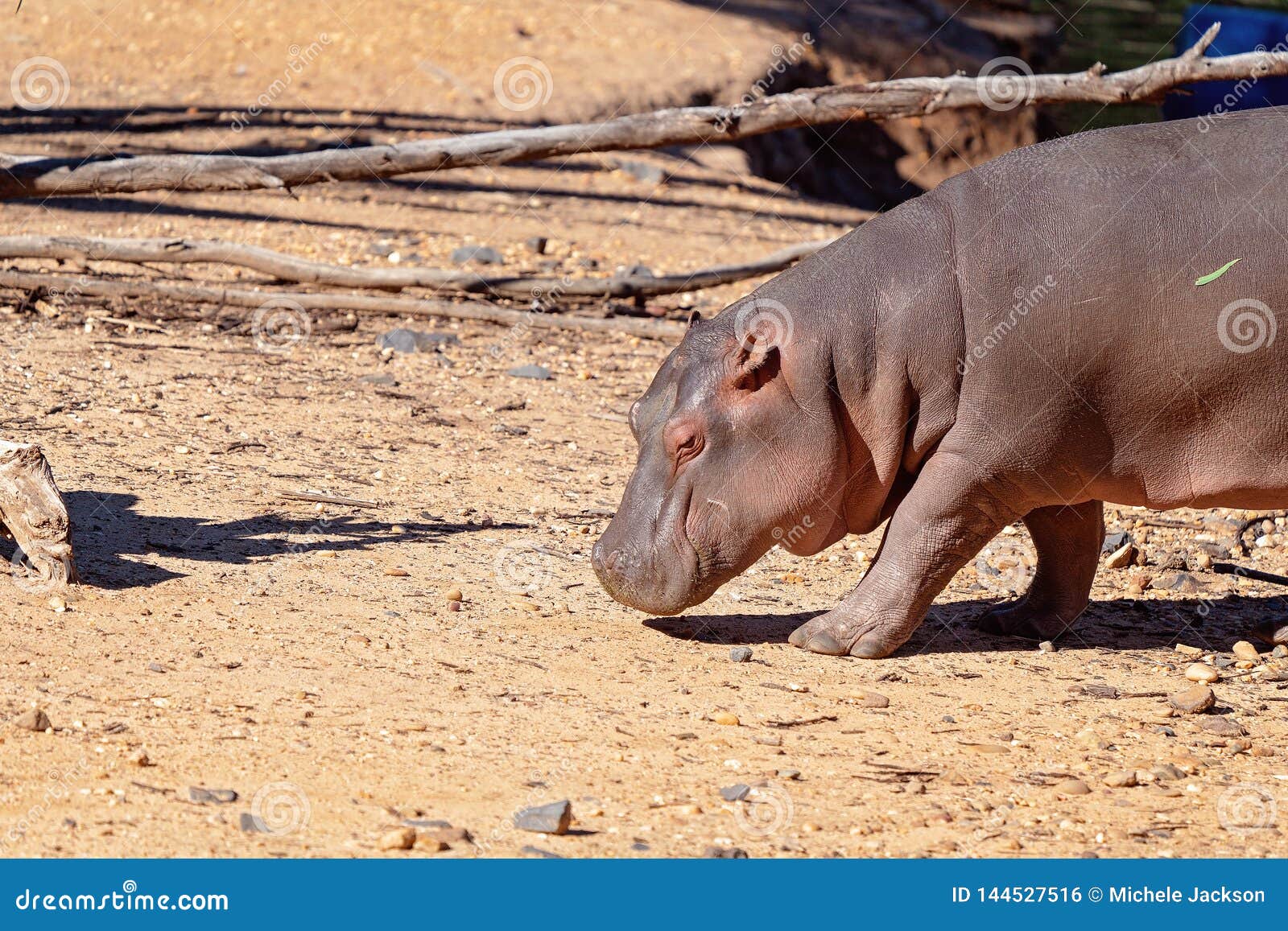 Close Up of a Hippo Walking Stock Photo - Image of habitat, body: 144527516