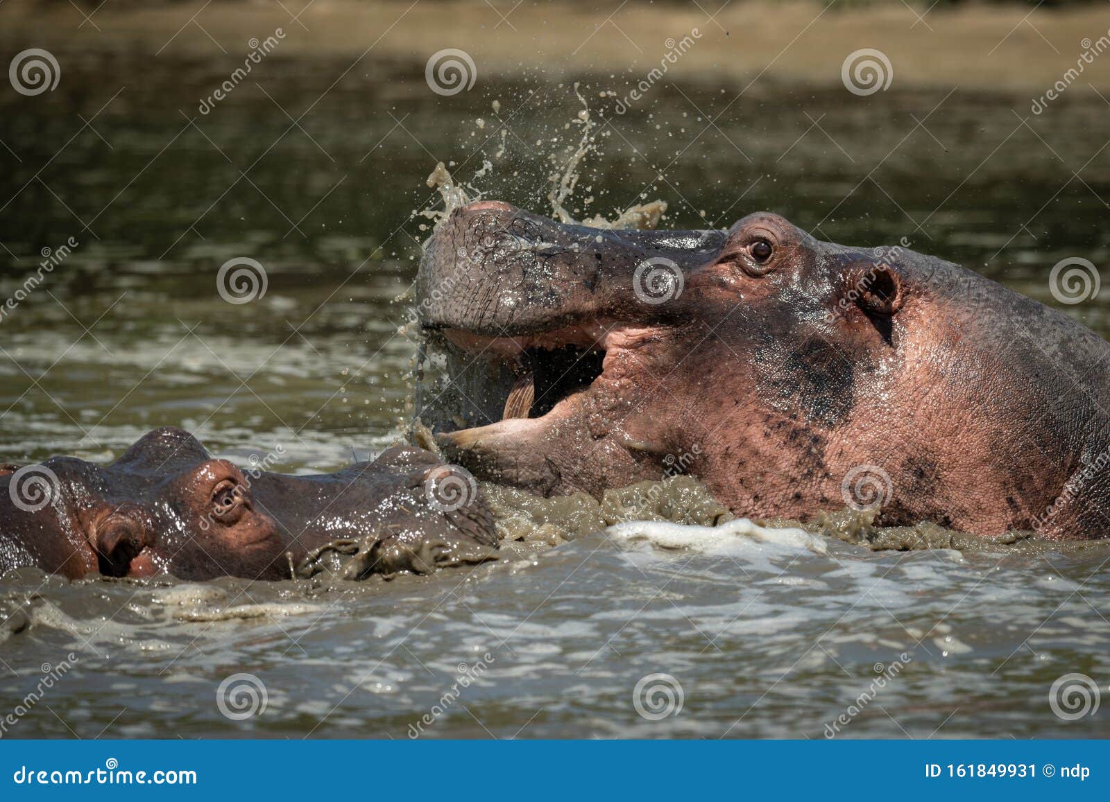 Close-up of Hippos Splashing Around in River Stock Image - Image of ...