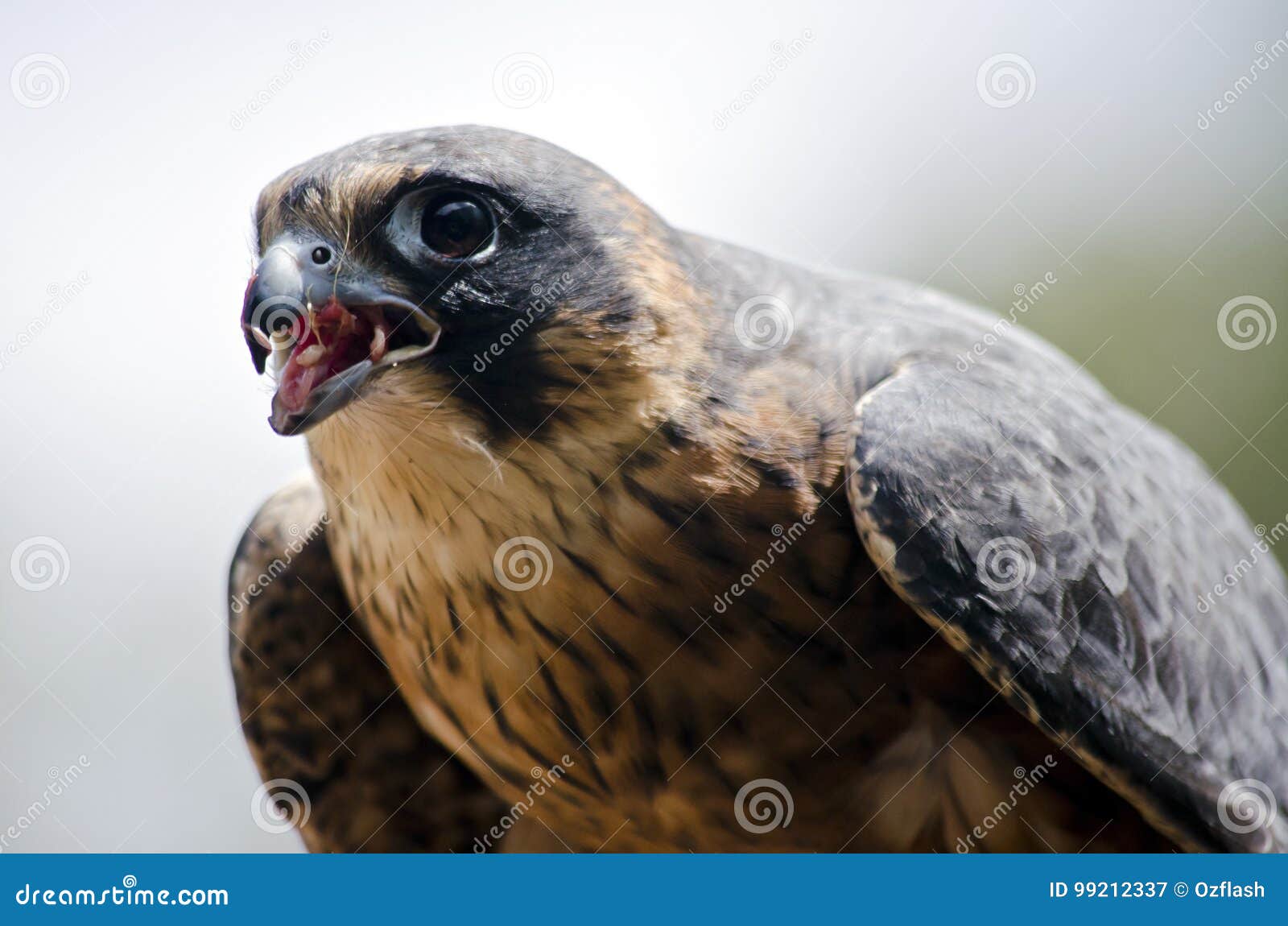 Hobby falcon stock image. Image of feather, fauna, hobby - 99212337