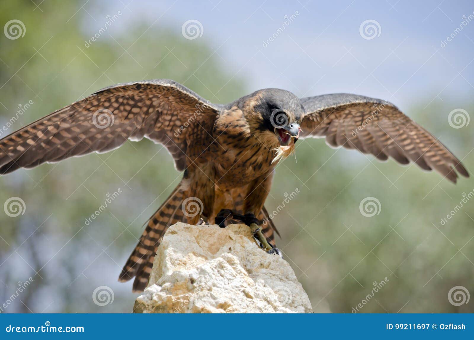 Hobby falcon stock image. Image of brown, bird, cream - 99211697