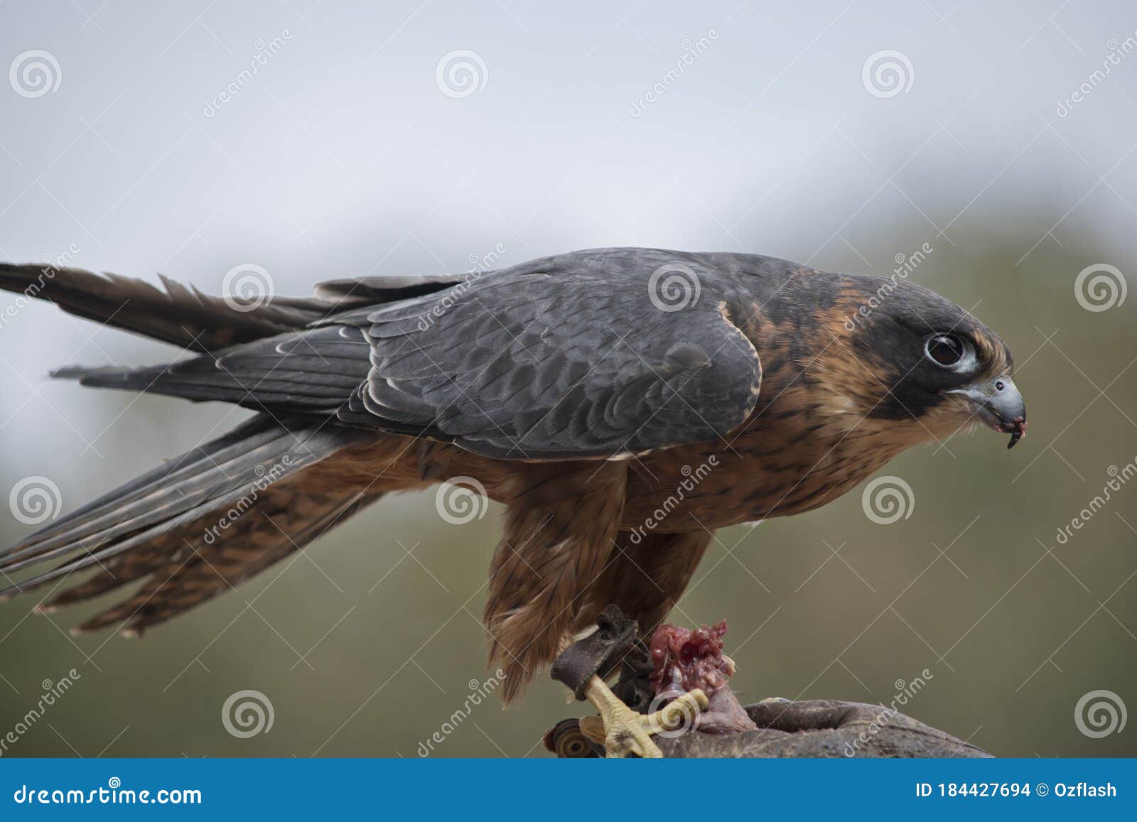 This is a Close Up of a Hobby Falcon Stock Photo - Image of plumage ...