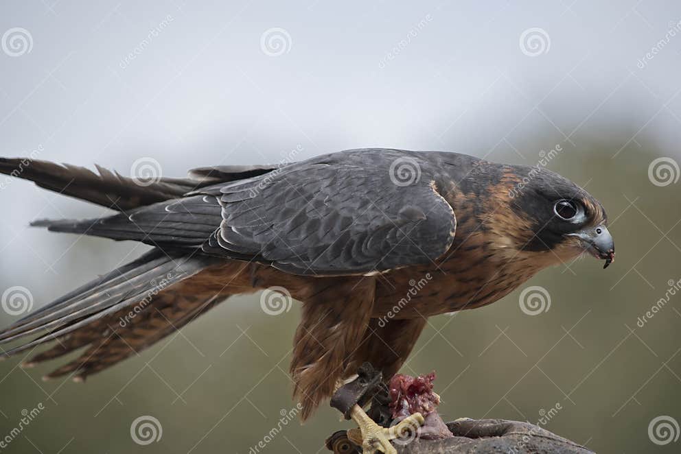 This is a Close Up of a Hobby Falcon Stock Photo - Image of plumage ...