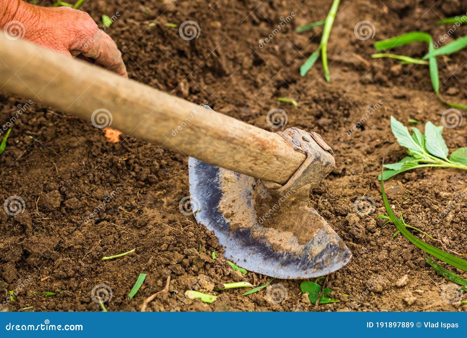 Close Up of Hoe Tool for Digging Isolated in Garden on the Ground Stock ...