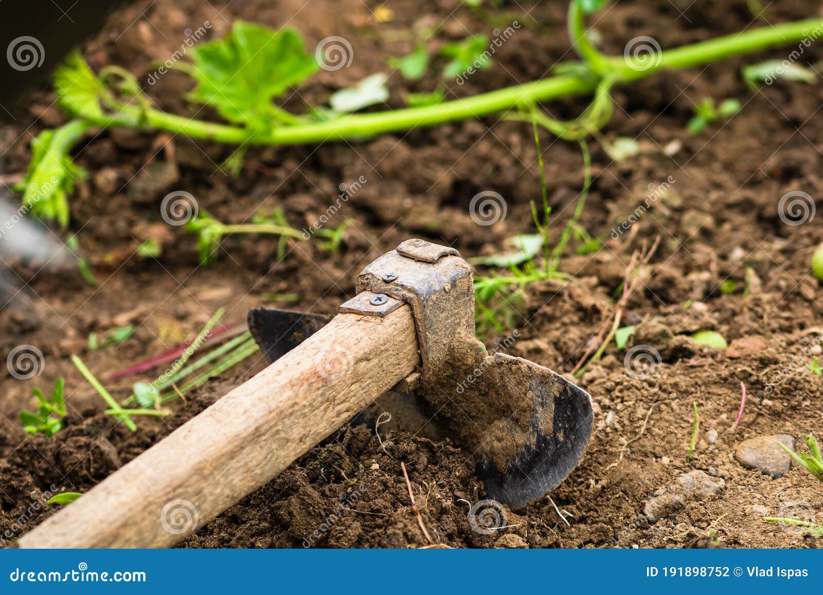 Close Up of Hoe Tool for Digging Isolated in Garden on the Ground Stock ...