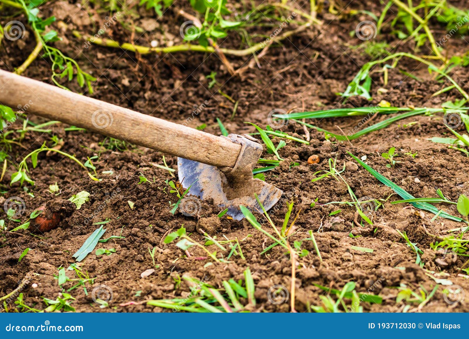 Close Up of Hoe Tool for Digging Isolated in Garden on the Ground Stock ...