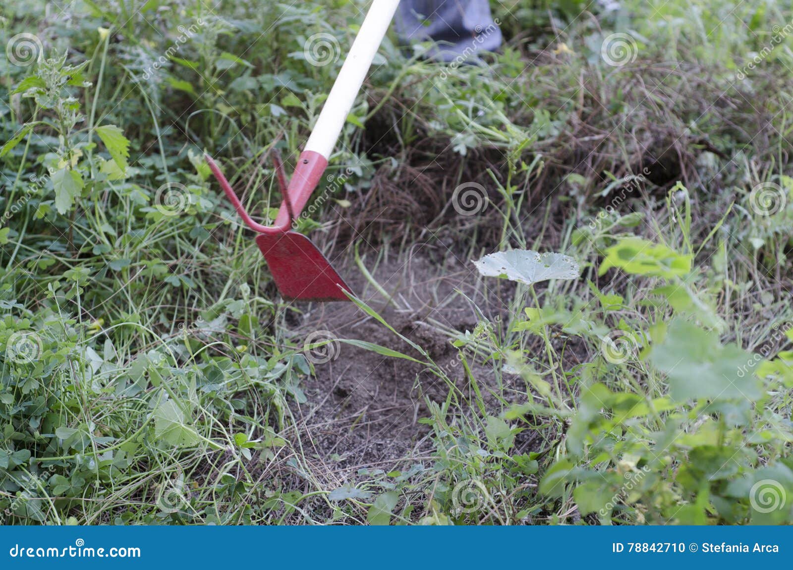 Close Up of a Hoe in a Wild Ground of Grass Stock Photo - Image of ...