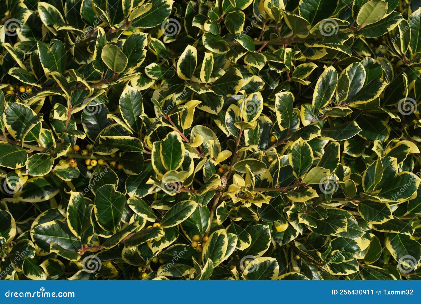 Close Up of Holly Tree Leaves Stock Image - Image of autumn, ilex ...