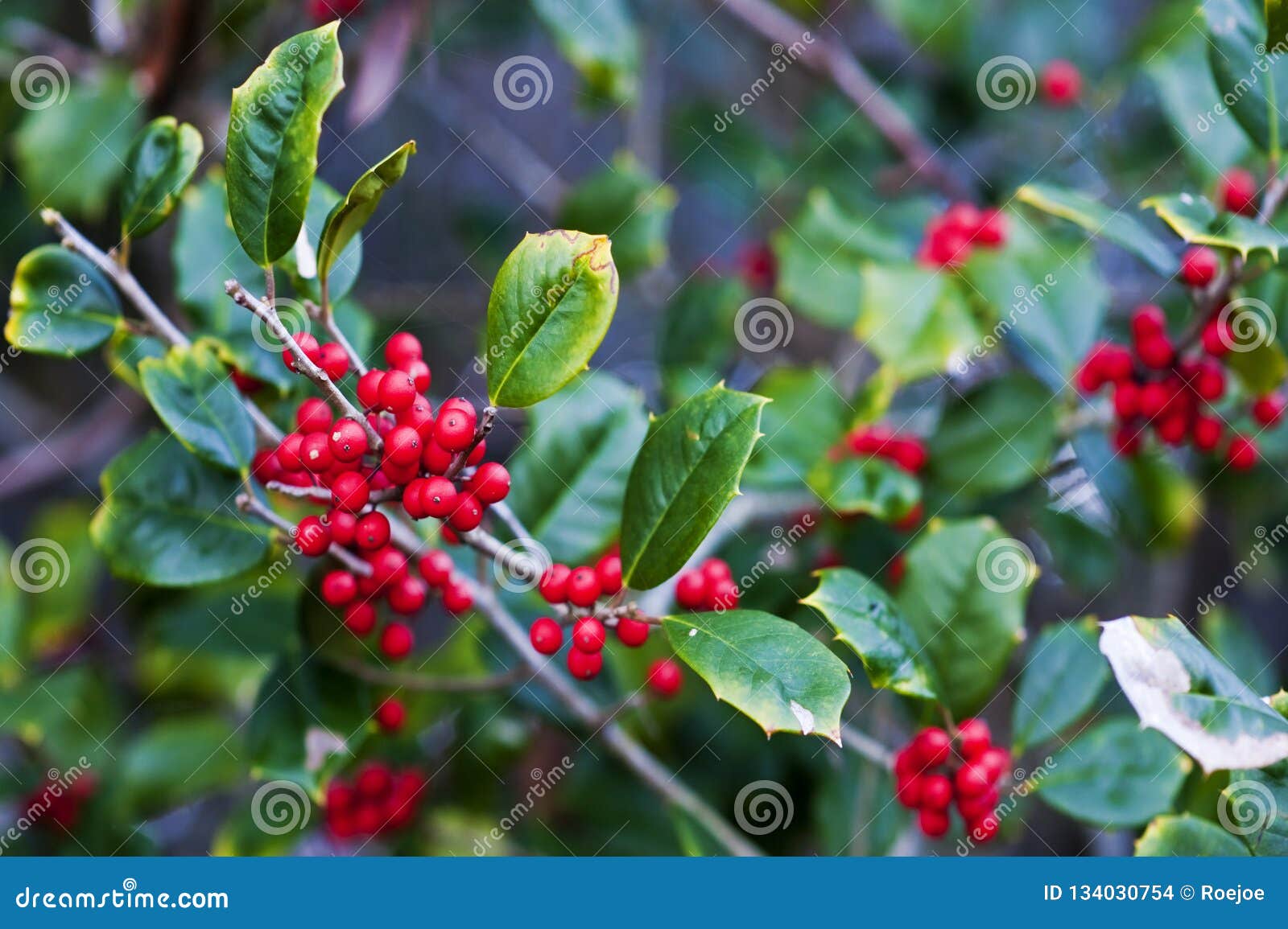 Holly berries stock photo. Image of hard, close, leaves - 134030754