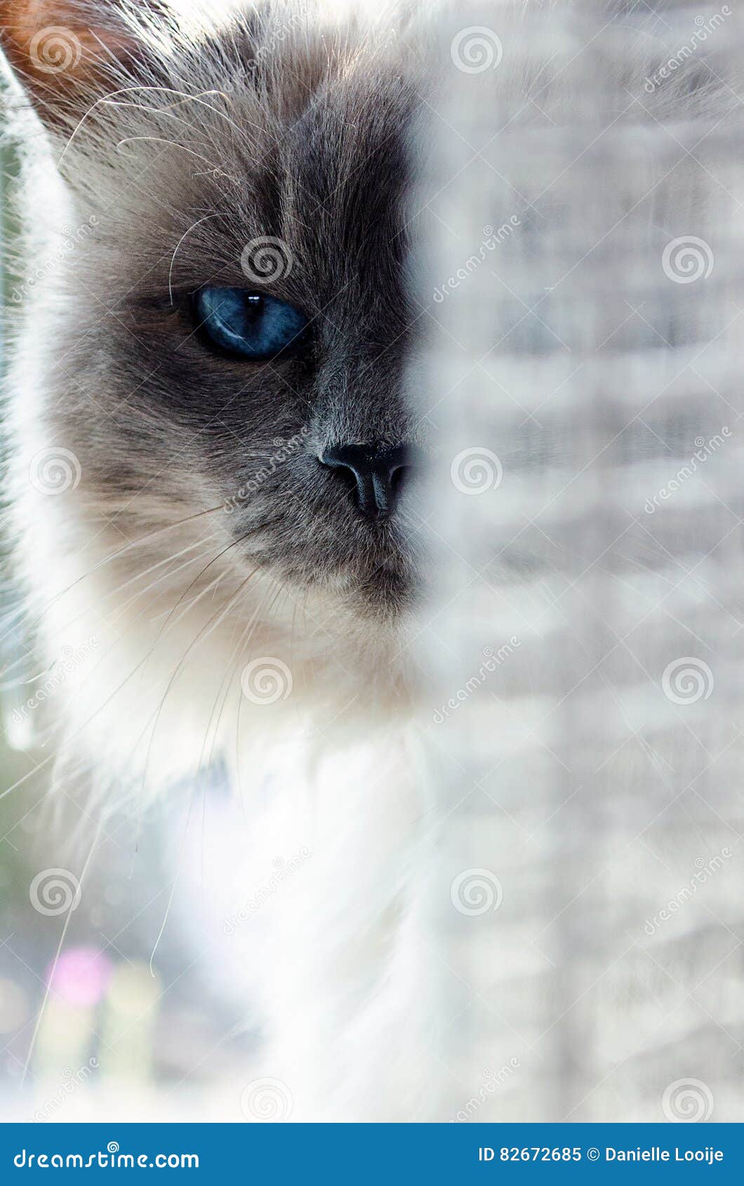 Close Up Holy Birman Cat Photos - Free & Royalty-Free Stock Photos from ...