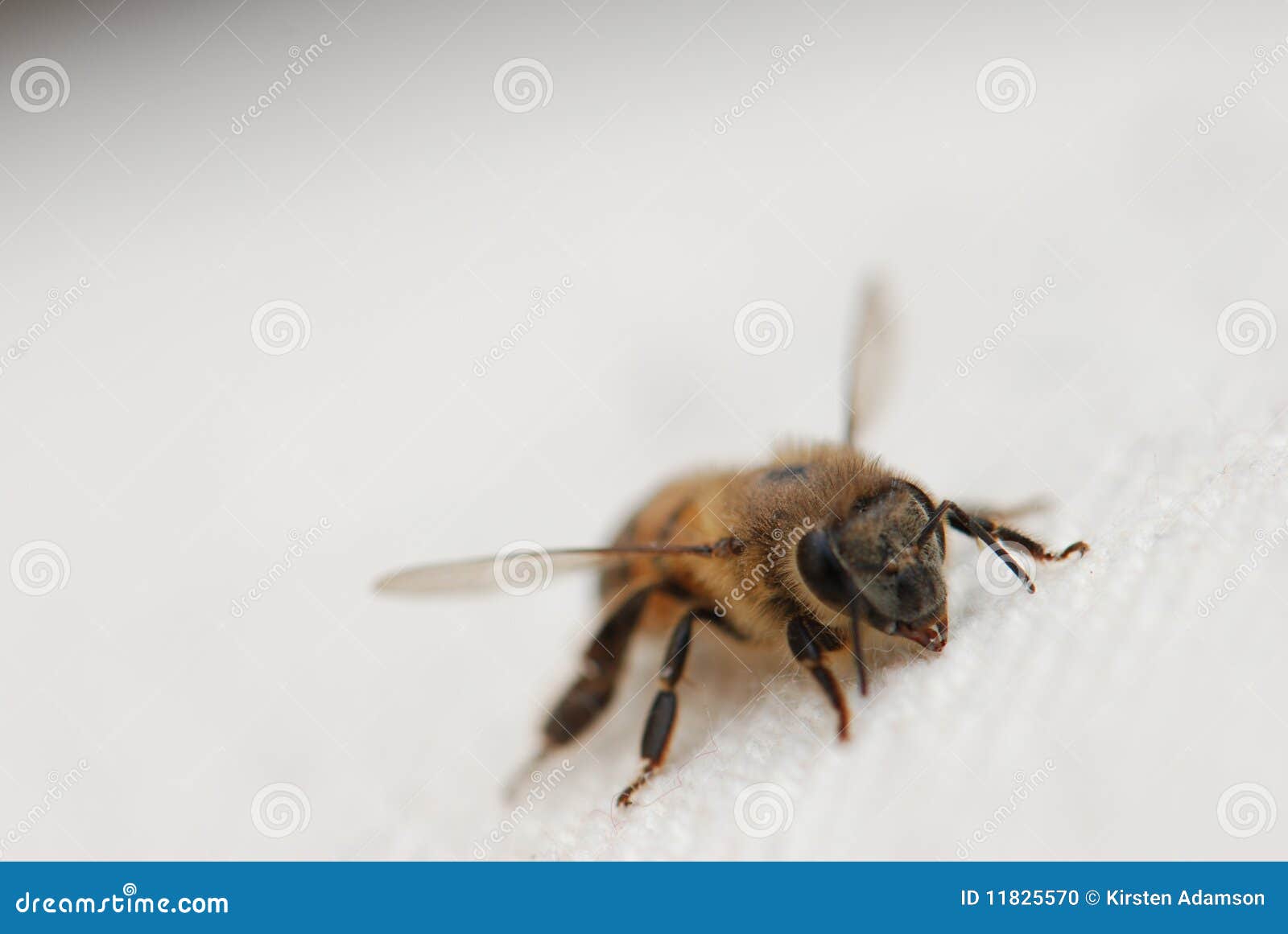Close up of a honey bee stock photo. Image of resting - 11825570