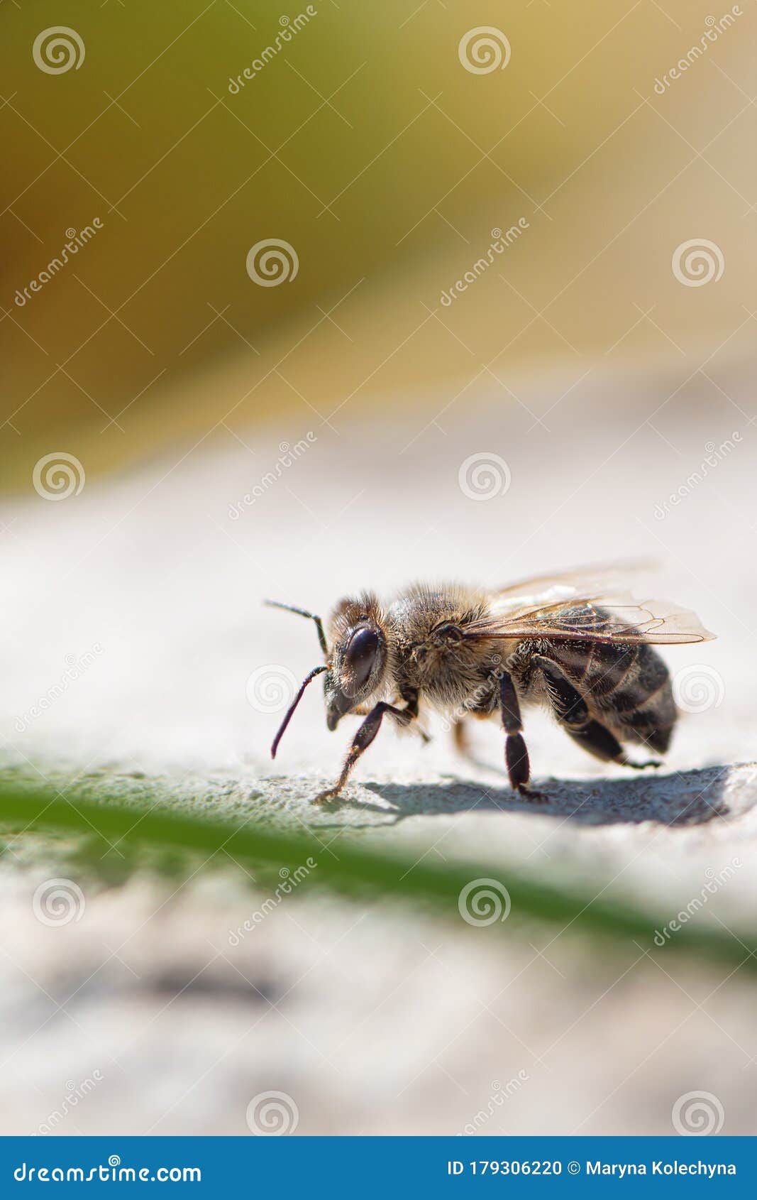 Close Up of Honey Bee in the Garden Stock Photo - Image of save, honey ...