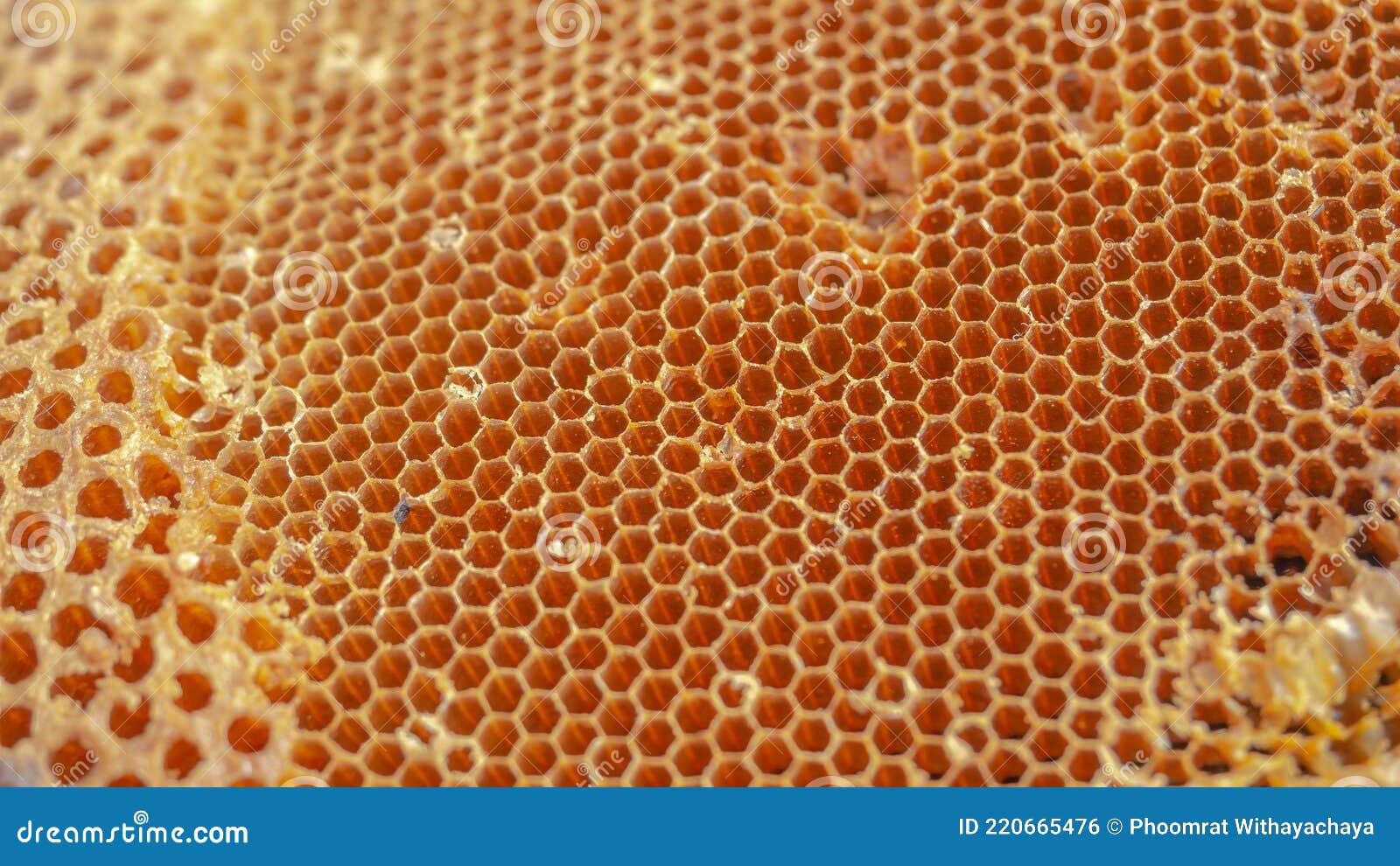 Close Up Honey Bee Hive Pattern. Orange Colour, Nature Backgound ...