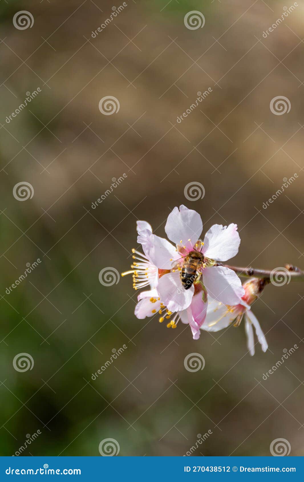 Close-up Honey Bee Pollinating Almond Blossoms. Stock Photo - Image of ...