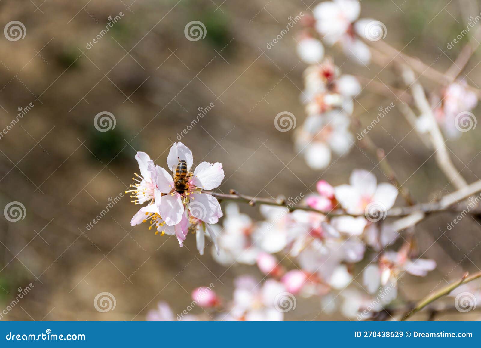 Close-up Honey Bee Pollinating Almond Blossoms. Stock Image - Image of ...